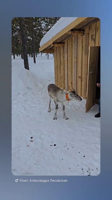 В гостях у оленеводов Сопочиных