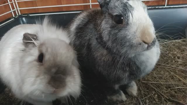 VID_20250522_130932.mp4