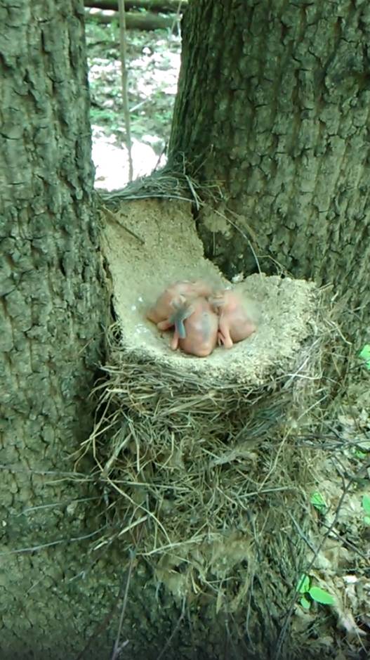 Птенцы-голыши в гнезде на дереве в московском лесу. Дрозды-они такие