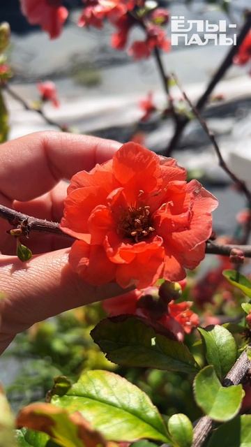 Кадры этой яркой весны в питомнике ЁЛЫ-ПАЛЫ