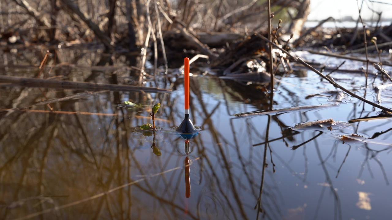 В этих зарослях вода кипит от рыбы . Рыбалка