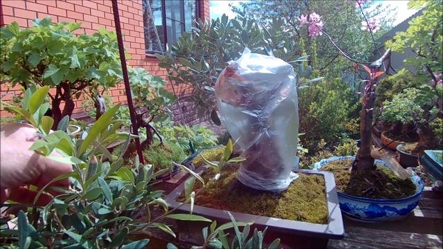 Бонсай вот такая весна озвучка 1 часть 2025 год