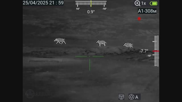 Царская охота на кабана и боровую в Волковском хозяйстве | Долблю кабанов, тетеревов и вальдшнепов