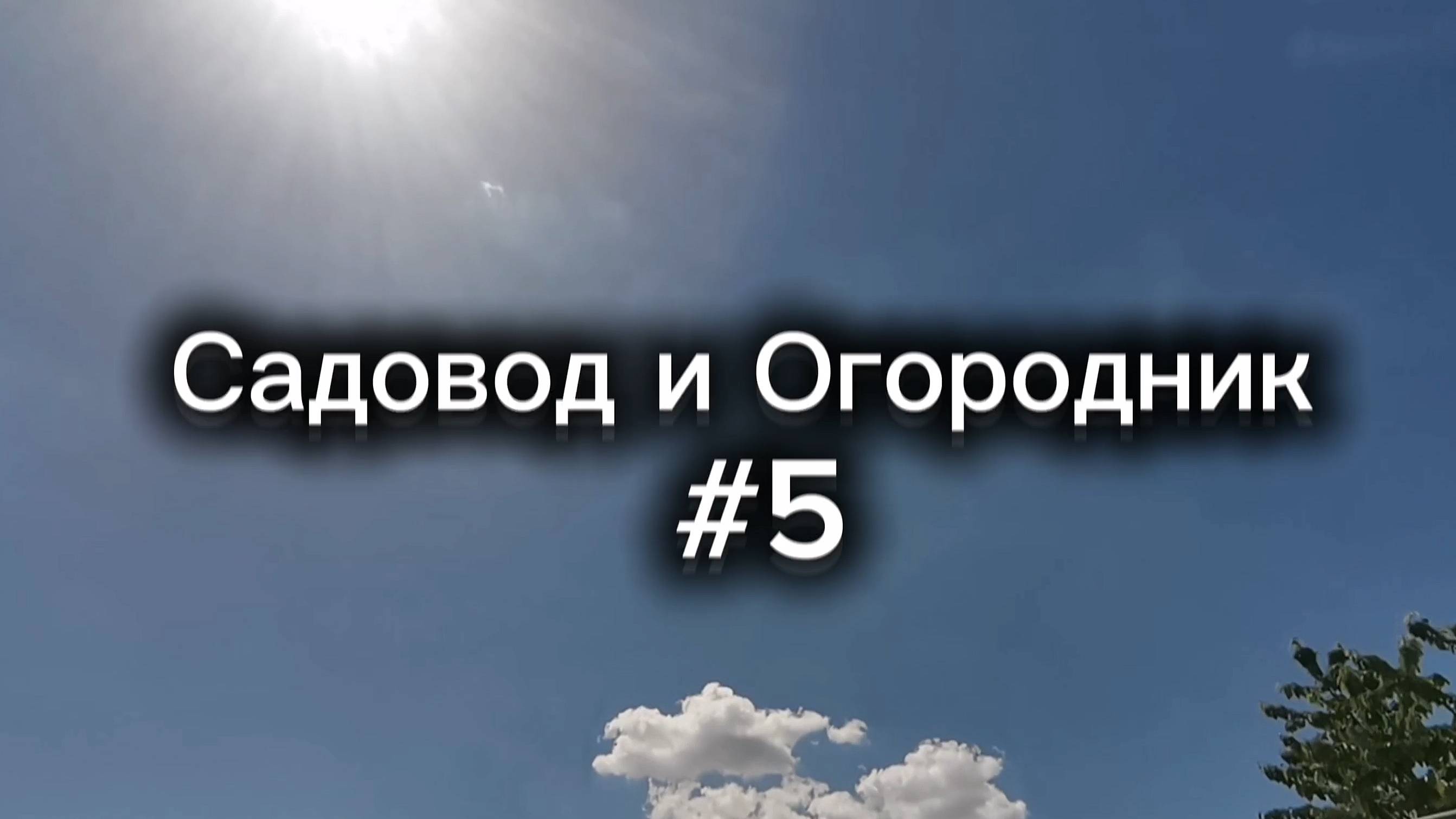 Ежевика спустя два месяца после посадки. Садовод и огород 5