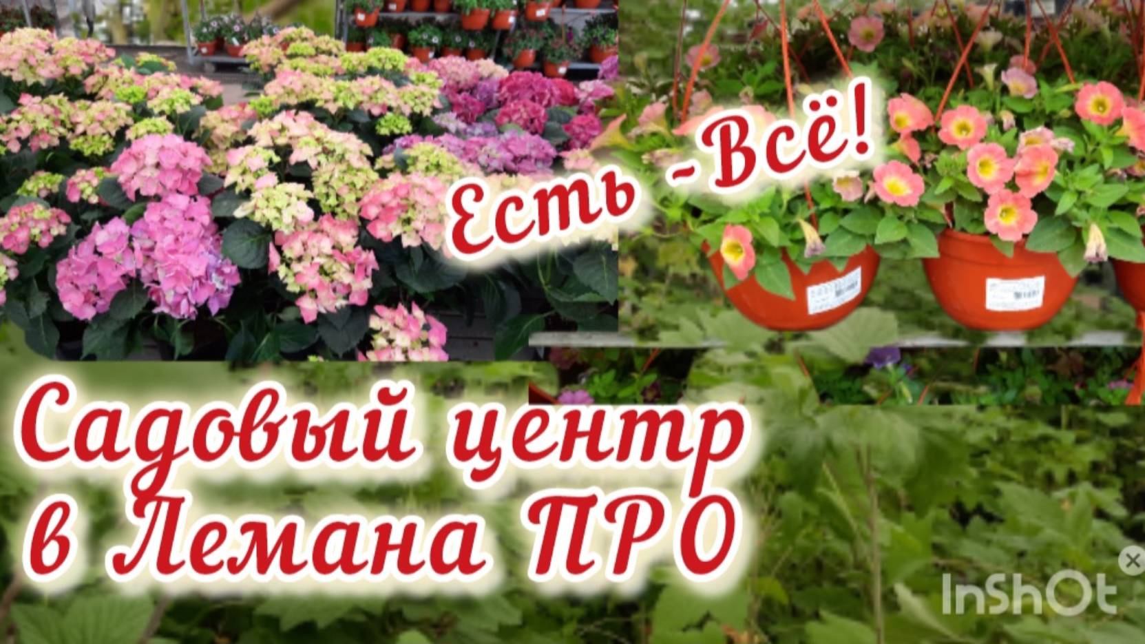 Сколько стоит рассада в САДОВОМ ЦЕНТРЕ в Лемана Про (Москва). Создайте свой сад мечты.