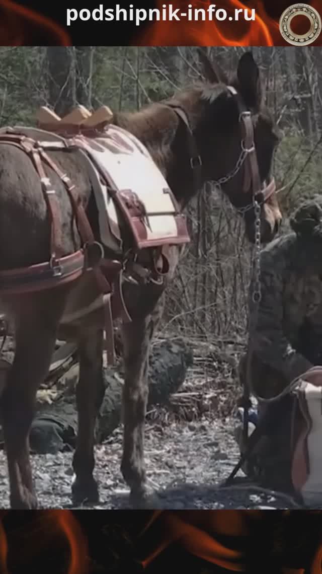 Ослики морской пехоты США как элемент мультимодальной логистики