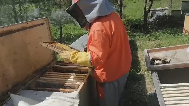 Наващиваю рамки. Осматриваю пчёл на двух пасеках. Обзорное видео выполнения работ на пасеках.