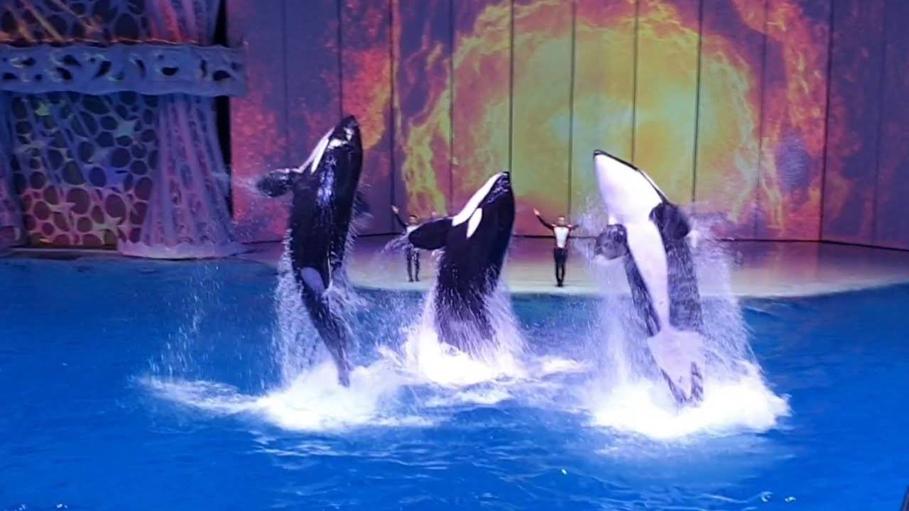 Супер- Шоу касаток. Красивейшее представление. Москвариум на ВДНХ. Часть 11 #топыкатегорий