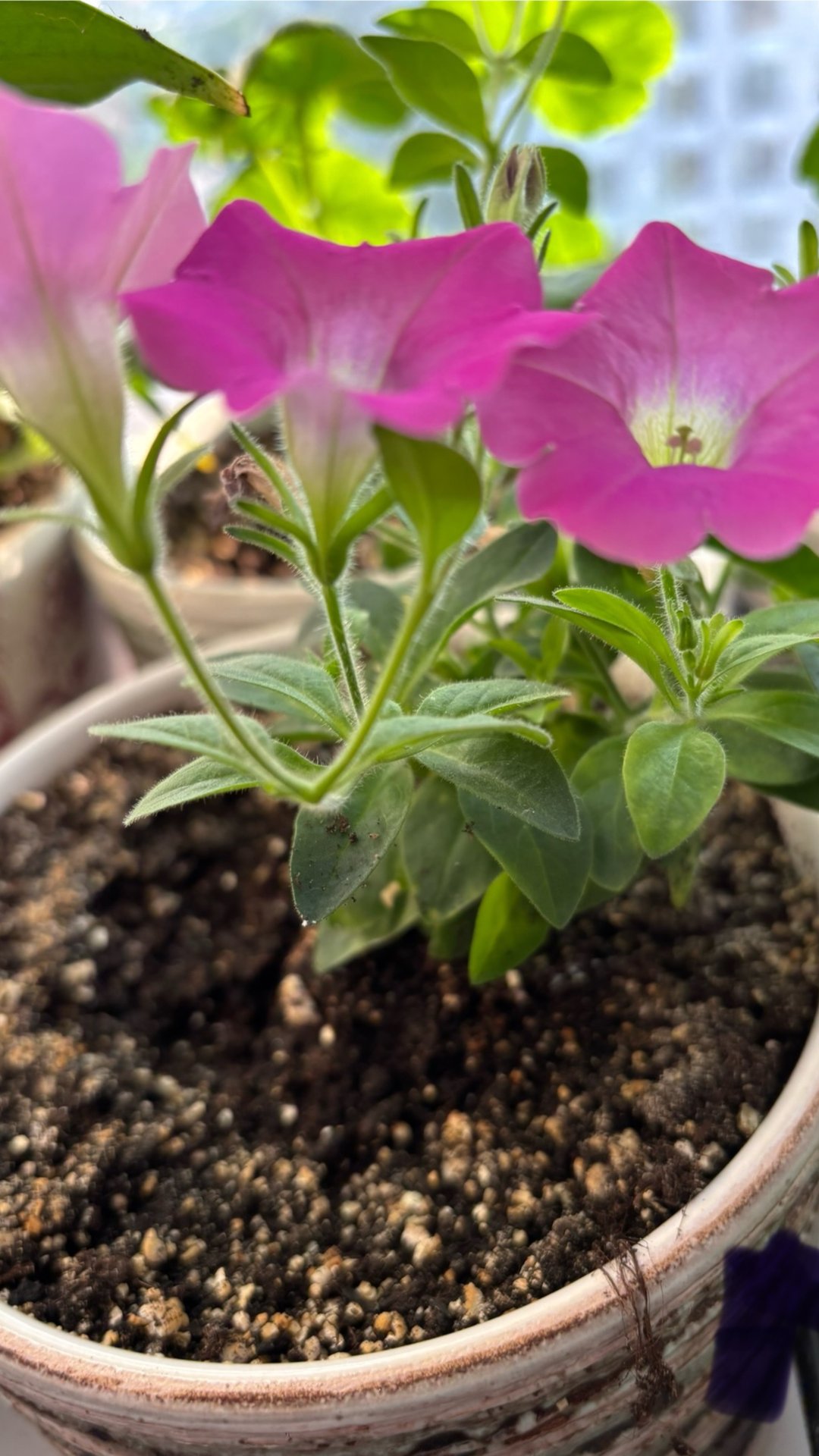 Петуния, пеларгония от всходов до цветения.