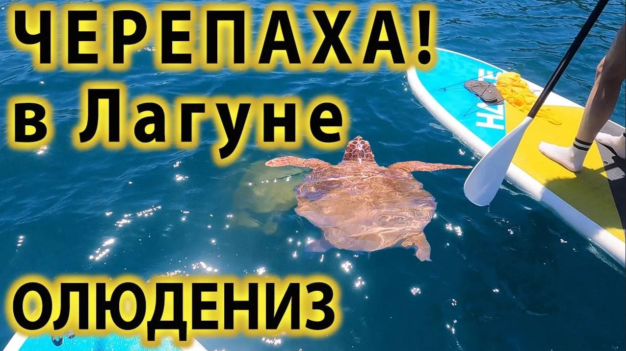 🔥Она подплыла к нам САМА. Редкие кадры: ДИКАЯ ЧЕРЕПАХА в Турции! СНЯЛ Близко - СМОТРИТЕ до конца