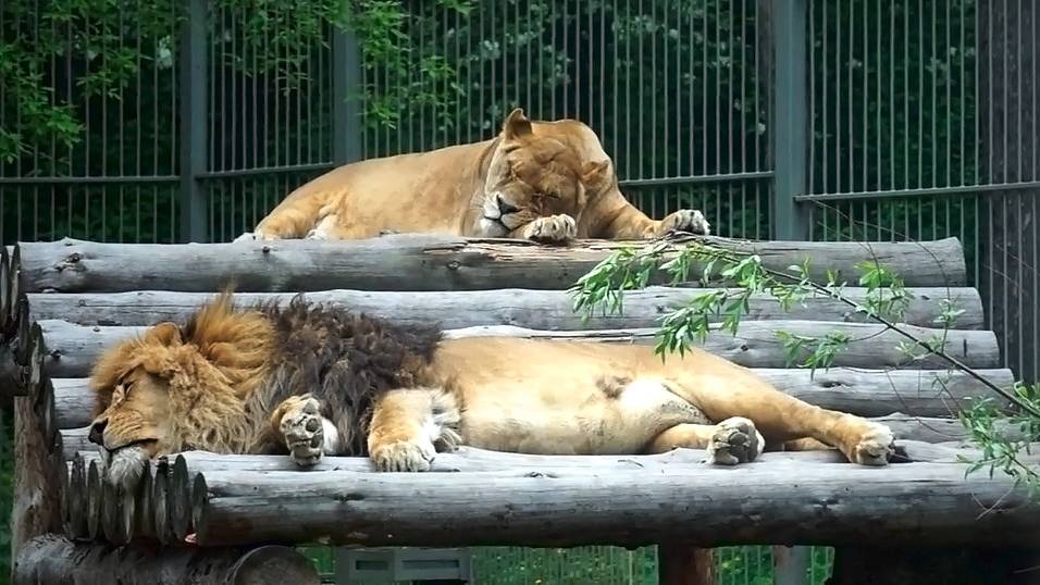 Африканские львы не выдерживают сибирской жары и ищут тень, чтобы спрятаться от солнца.