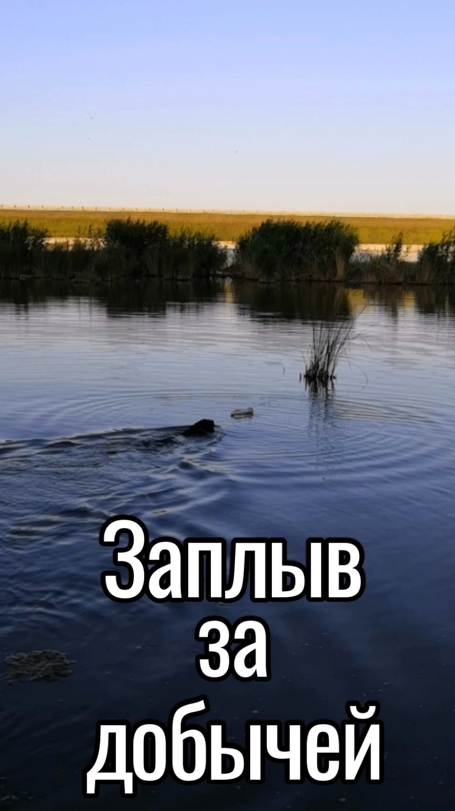 Лабрадоры отлично плавают