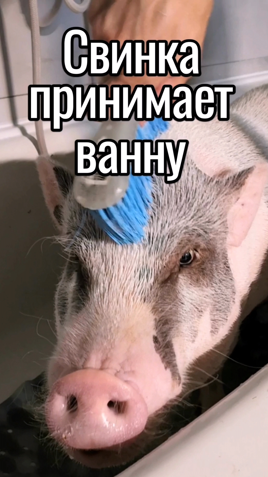 Минипиг купается