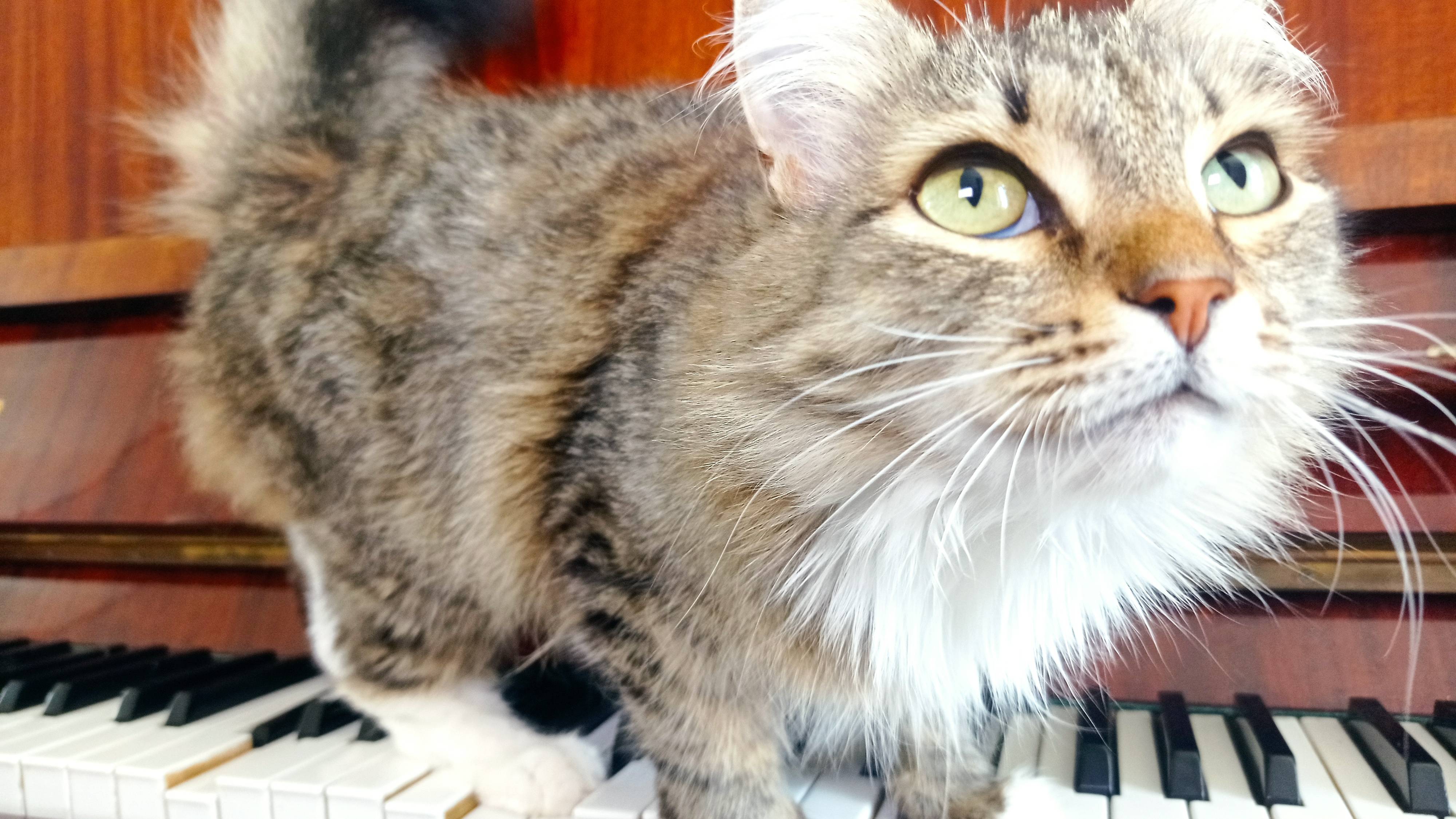 Алёна Лыкова. Запись песни «Котёнок мяу»