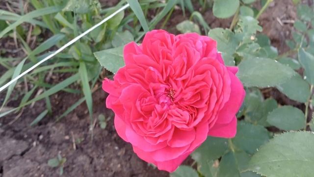 Роза William Shakespeare 2000 (английская, Austin Англия, 1994) 02.07.2024 от Розы Вдохновения