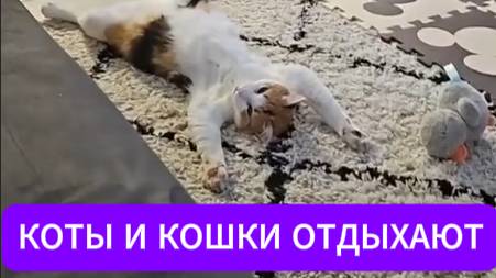 КОТЫ И КОШКИ ОТДЫХАЮТ