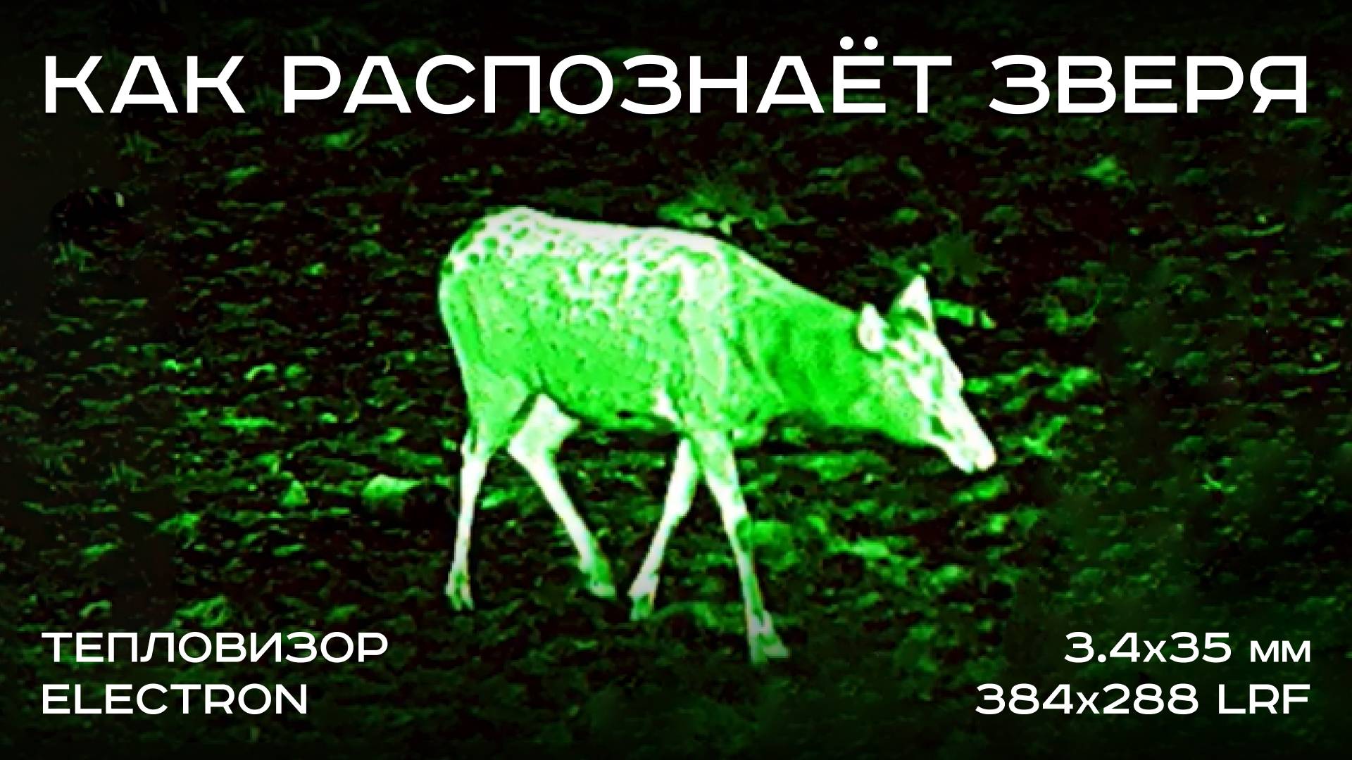 Как распознаёт зверя ELECTRON 3.4×35 мм 384×288 LRF