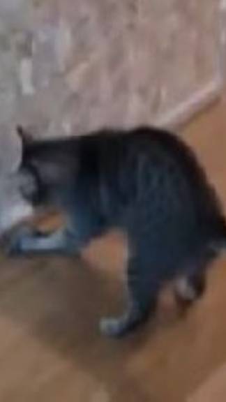 Барса сегодня занята, у нее новая игрушка - мышка с запахом мяты.