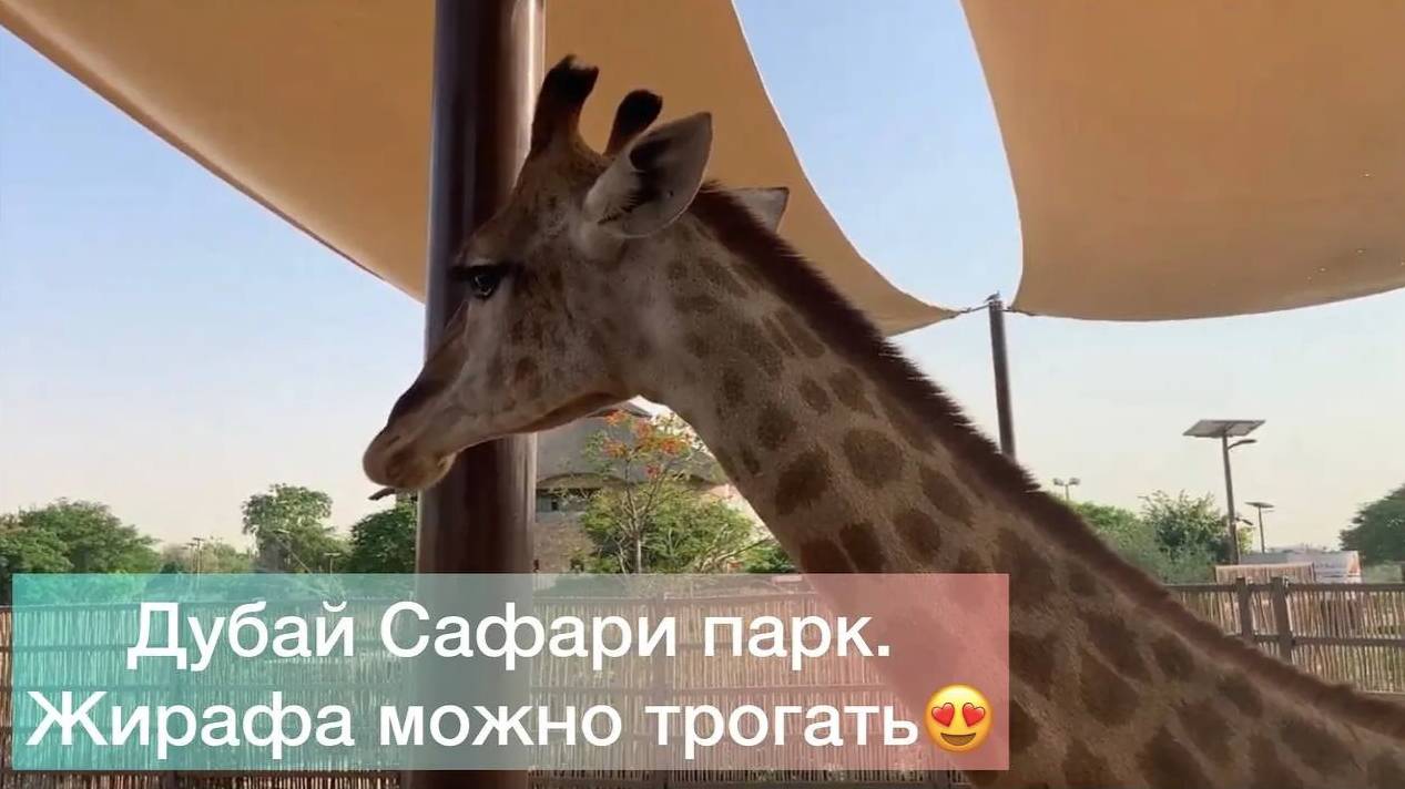 Дубай Сафари парк. Часть 3: сафари на автобусе, азиатская и арабская деревни, Kids Farm