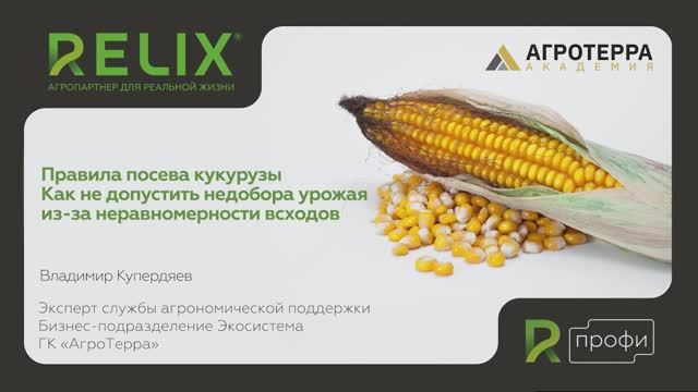 Правила сева кукурузы, неравномерность посевов