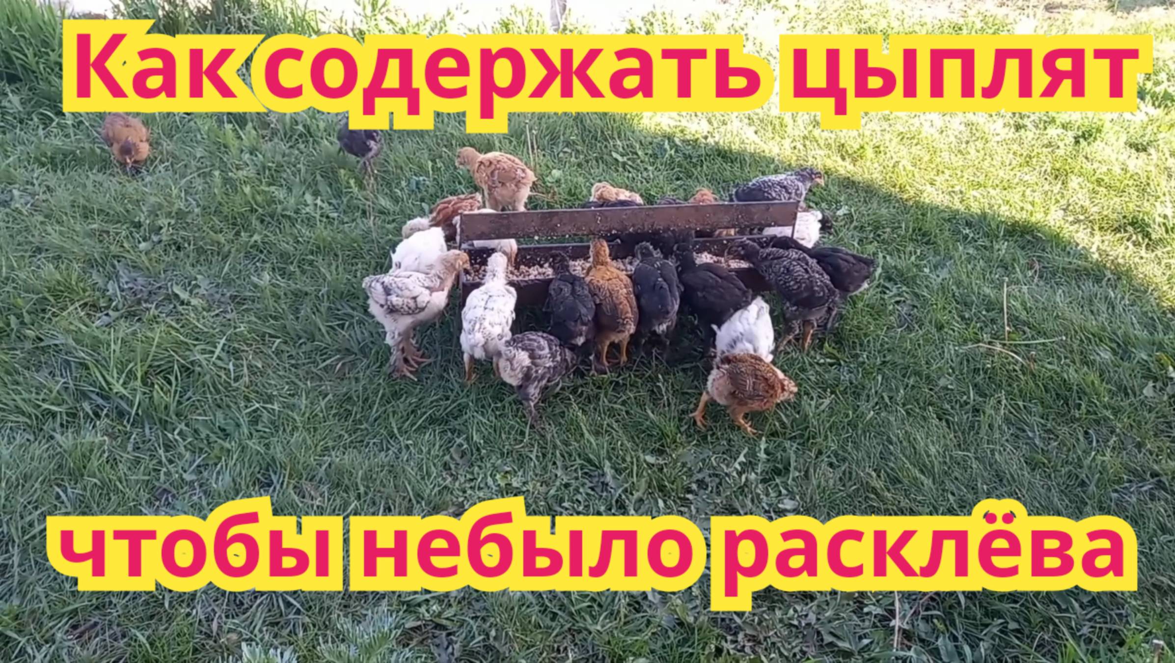 Что нужно сделать ,чтобы не было расклева у цыплят.