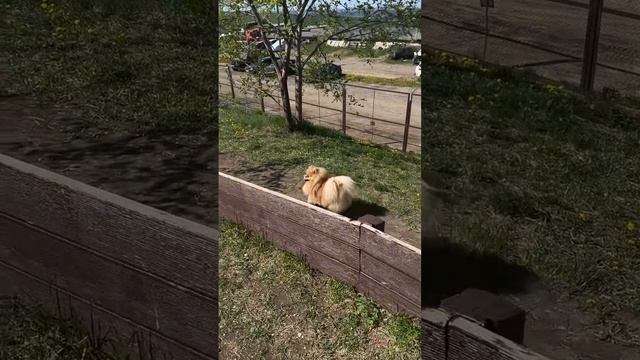 Для Баси забор - не преграда!