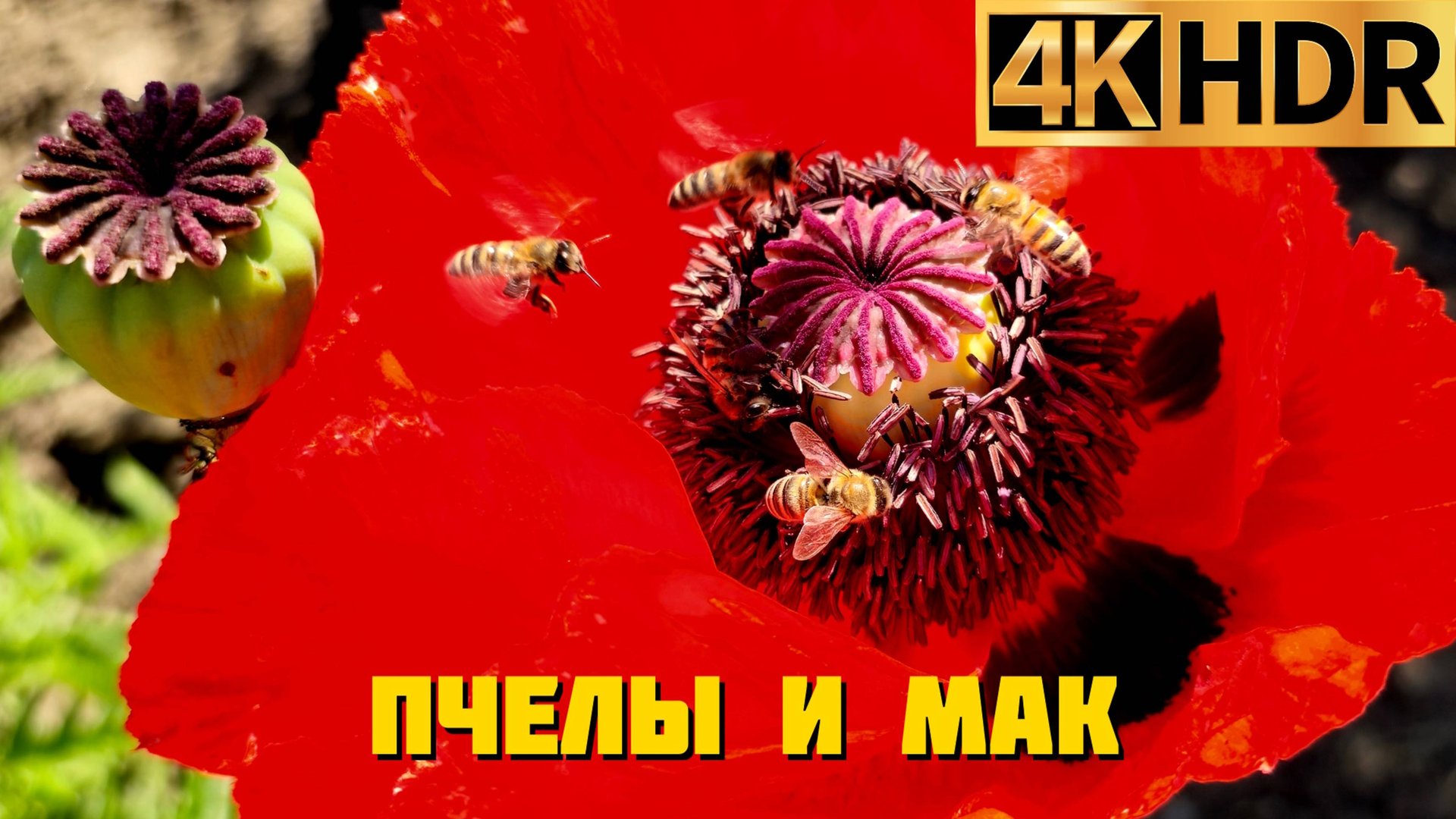 Пчёлы — удивительные труженицы природы 🐝