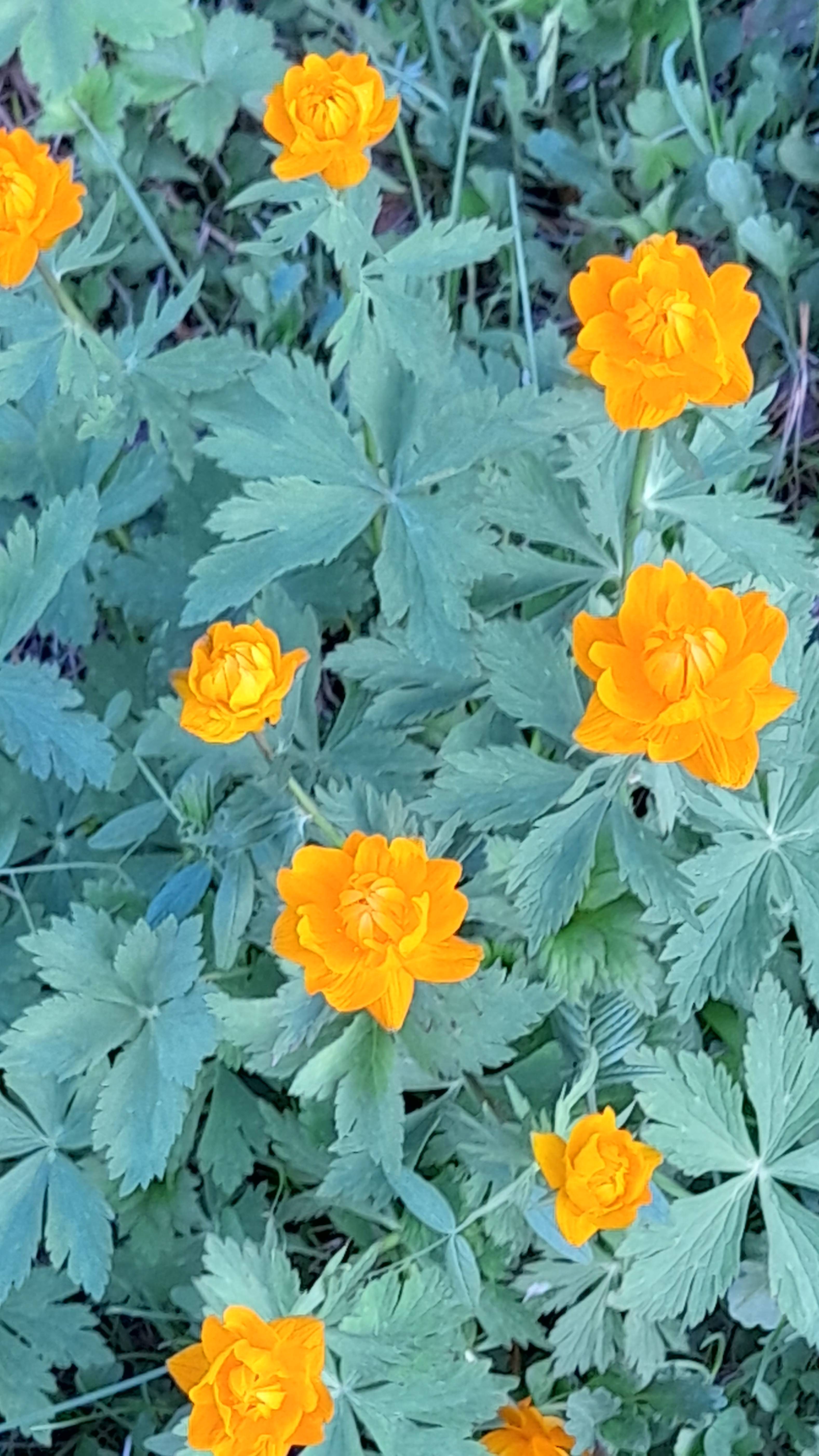 20250523 Митю повезём на дачу. Отчаянно трусит и выражает протест