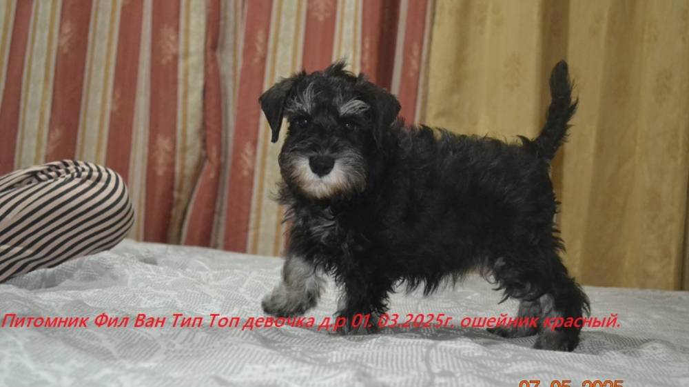 Миниатюрный шнауцер/щенок цверга.