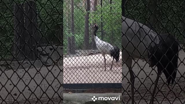 моя поездка в зоопарк. Новосибирск 2024г