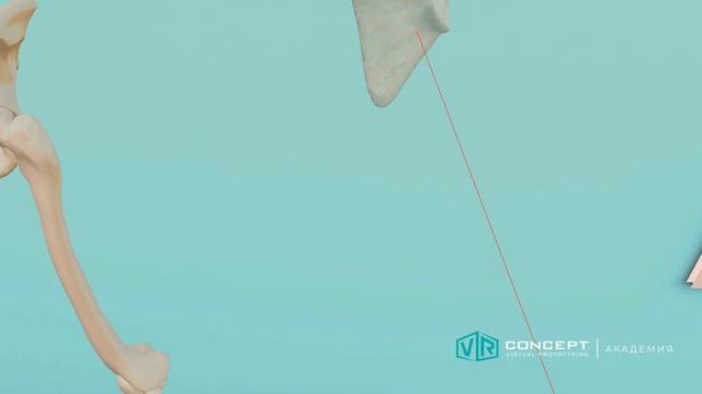 VR урок по биологии - Строение и функции костей, типы костей, регенерация костной ткани