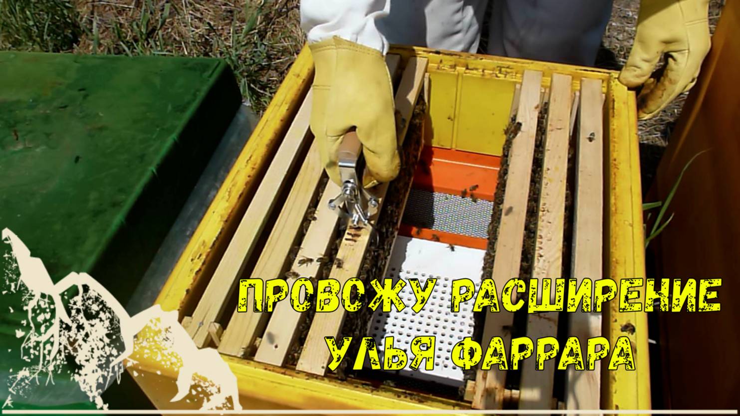 Расширение гнезда улья фаррара спустя 16 дней