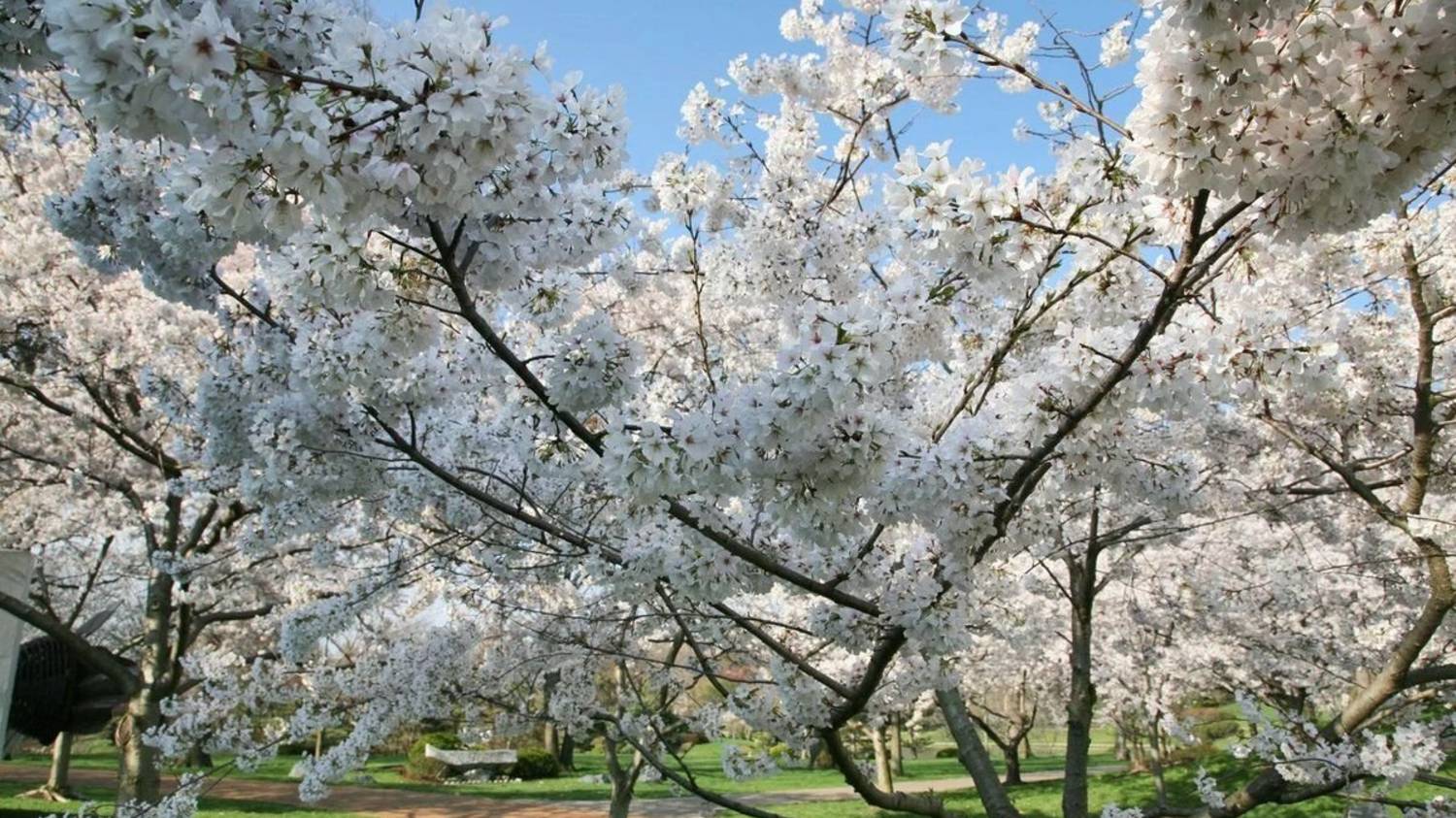 Вишневый сад