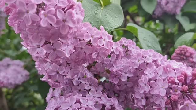 Бушующий и пьянящий май.