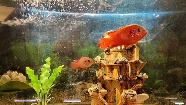 Отель Сочи Лазаревское