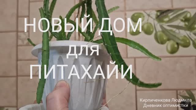Новый ДОМ для питахайи