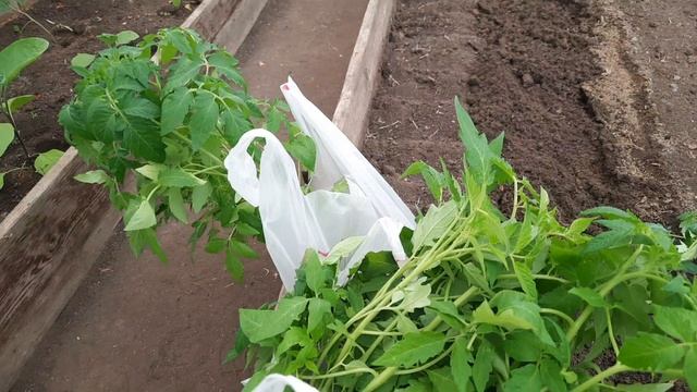 Взяла "кота в мешке"! 🌲Экология тут другая!🌳