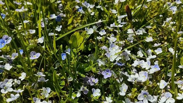 Как цветет вероника нитевидная