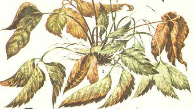 🍓Фузариоз или Вертициллез? Корневые гнили на землянике - клубнике.🍓