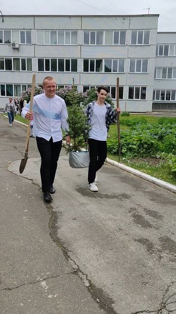 Посадка голубых елей