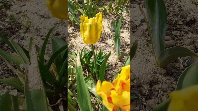 попугайные тюльпаны TEXAS FLAME