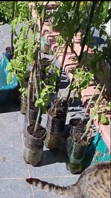 закаливаем просроченные помидоры short