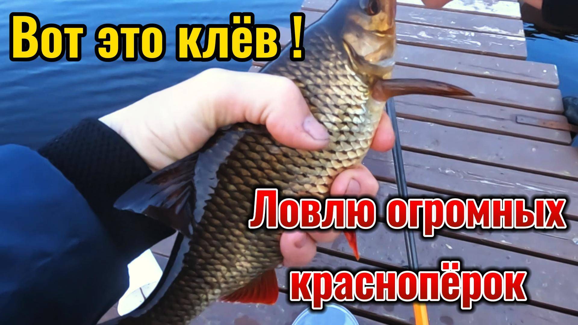 Ловлю крупных краснопёрок и плотву. Просто бешеный клёв.