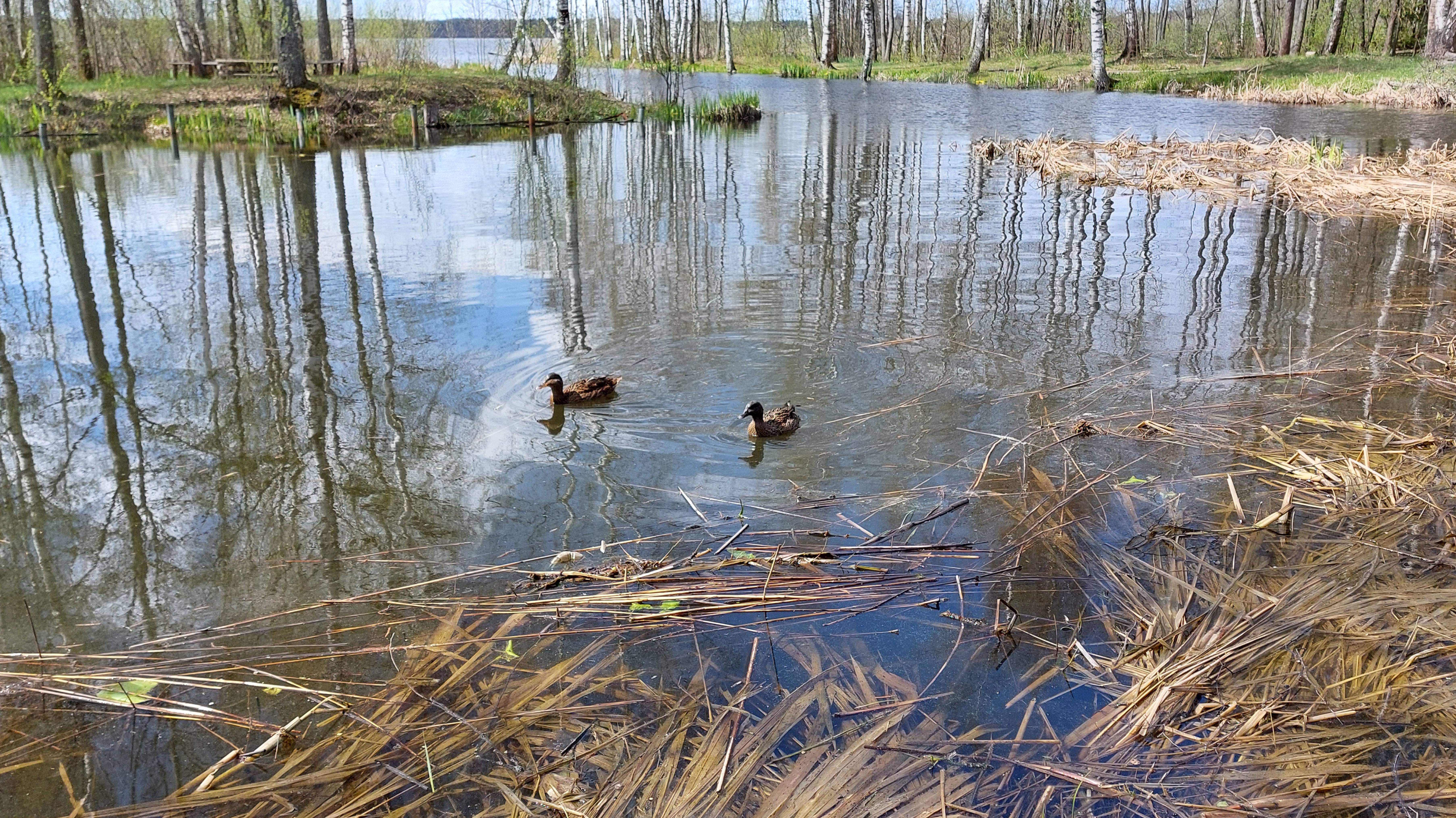 1. ОХОТА НА СЕЛЕЗНЯ 2025