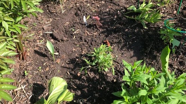 Из терновника — в райский уголок: моя любимая клумба сегодня