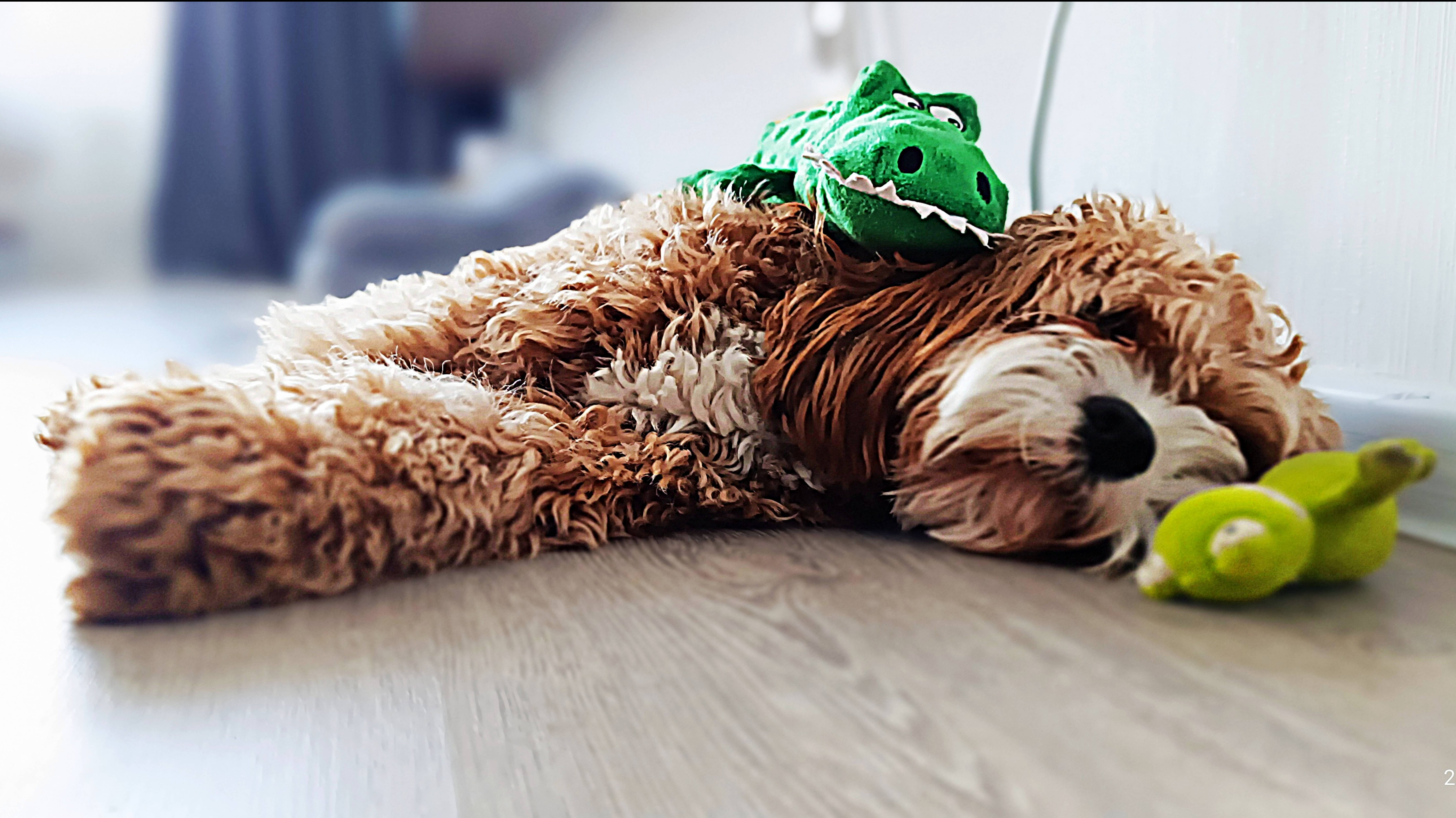 А у Спарки 🐕🐶 тихий час .