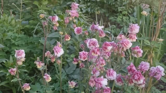 Городской цветник 23 мая 2025. Ветреница лесная, пионы тонколистный махровый и Nosegay