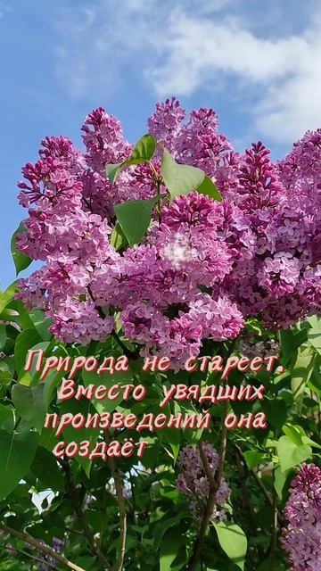 Природа не стареет #мудрыевыражения