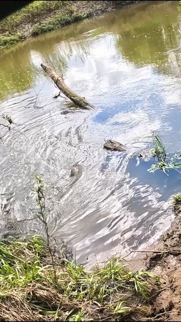 А ТЫ ЛОВИЛ ТАКИХ КАРАСЕЙ. Рыбалка на боковой кивок