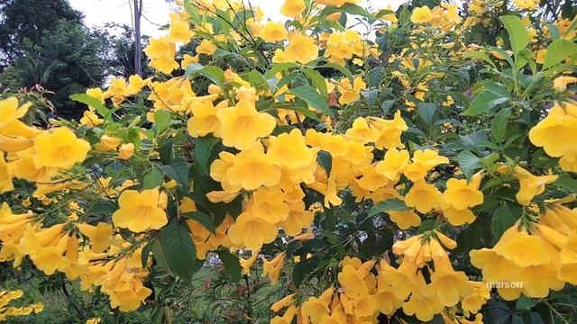 просто цветёт. или просто бело-жёлтое